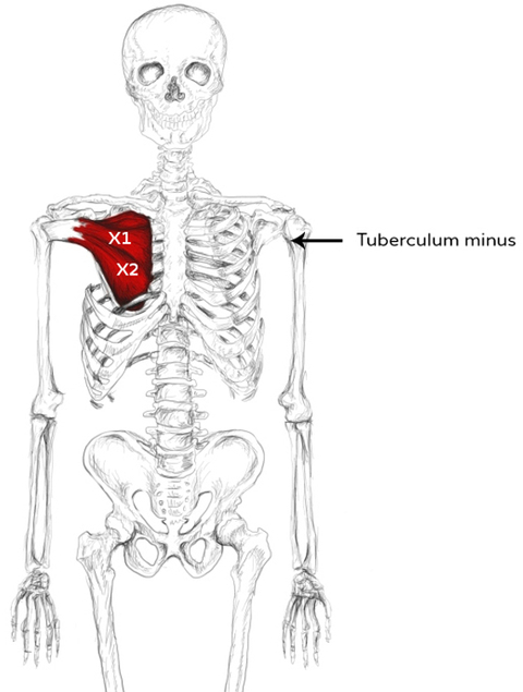 Muscle subscapulaire : douleurs et trigger points