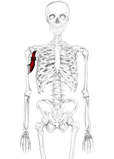 Muscle coraco brachial : douleurs et trigger points