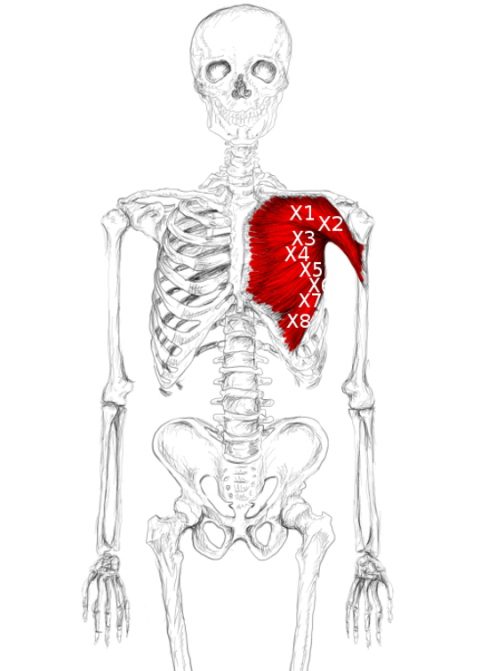 Grand pectoral : douleurs et trigger points