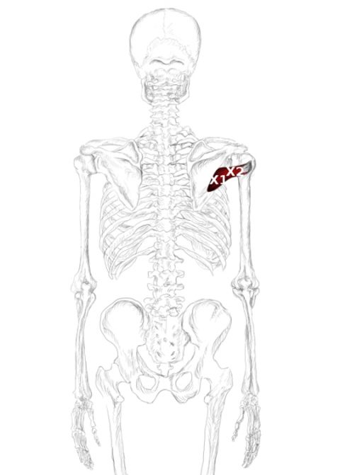 Muscle grand rond : douleurs et trigger points