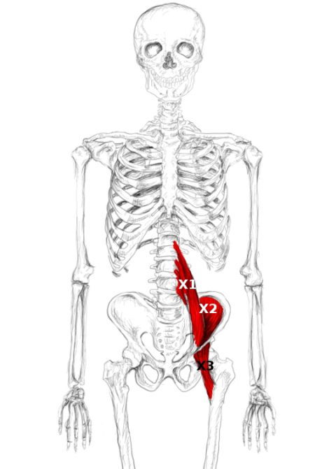 Muscle ilio-psoas : douleurs et trigger points