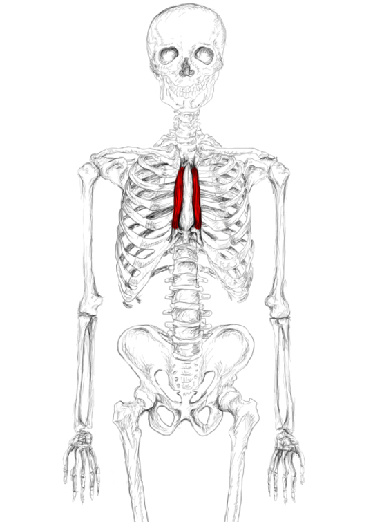 Muscle sternal : douleurs et trigger points