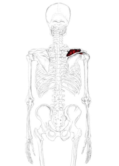 Muscle supra-épineux : douleurs et trigger points